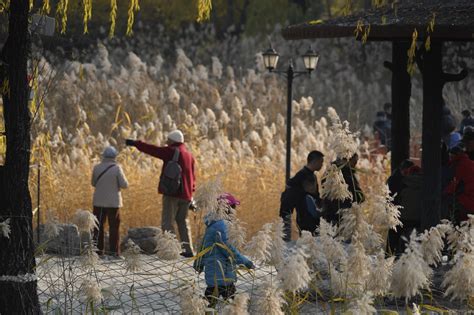 漫步金色芦苇荡，邂逅城市别样诗意