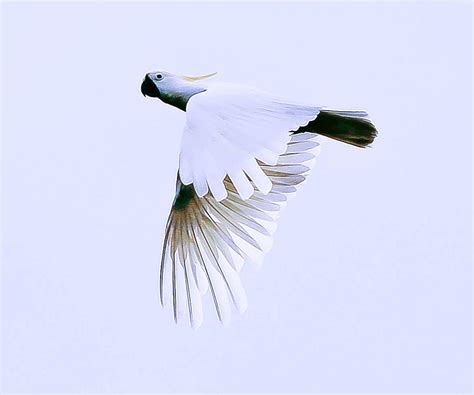 Cockatiel In Flight Photograph By Lori Silcox Pixels