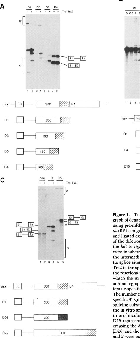 Figure 1 From A Splicing Enhancer Exhibits Both Constitutive And