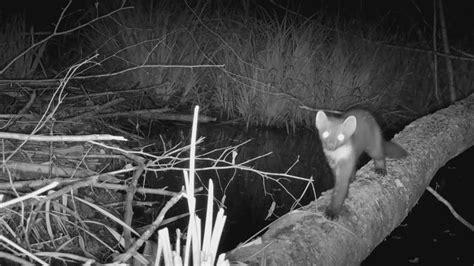 Megan Evans On Linkedin Native Pine Marten Captured On Camera For The