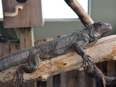 Iguana Iguana Green Iguana In Bird Kingdom