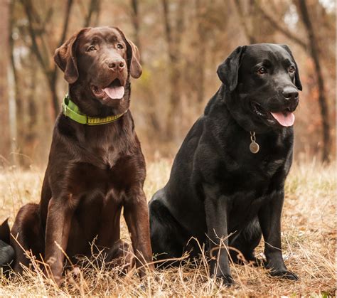 Labrador Retriever Adoption In Peyton Co Labrador Retriever Puppies