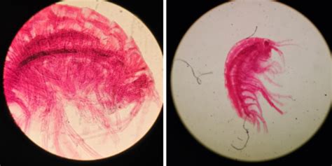 Arthropoda Subphylum Crustacea Flashcards Quizlet