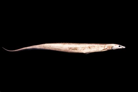 Polyacanthonotus Rissoanus Smallmouth Spiny Eel