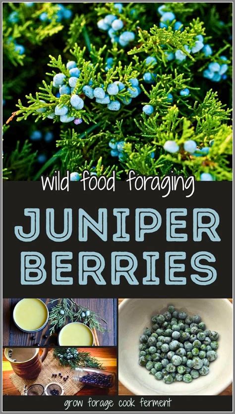 Foraging Juniper Berries For Food And Medicine In 2025 Wild Food
