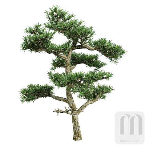 درخت شماره 047 Modeleto