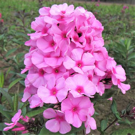 Phlox Planting Guide Easy To Grow Bulbs