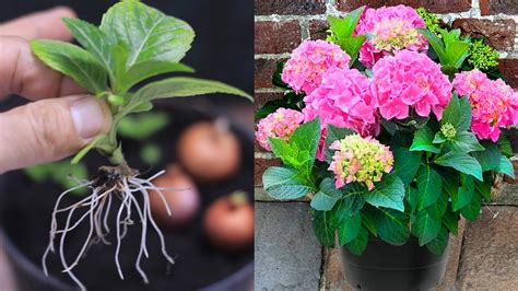Hydrangea Propagation Techniques Produce Many Roots For Everyone Youtube