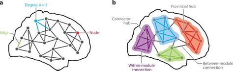 Brain Modularity
