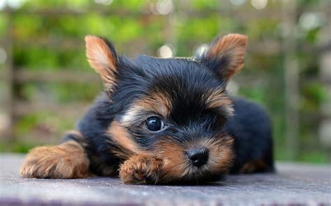 Cute Yorkshire Terrier Puppies Wallpaper