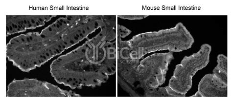 Mylk Mlck Or Mlck1 Hire Rat Antibody Bicell Scientific®
