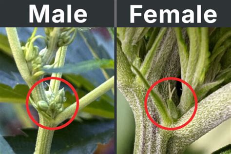 Male Vs Female Cannabis Plants Differences And How To Identify