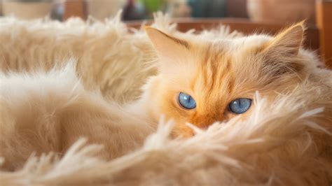 White Cat With Blue Eyes 4k 5k Hd Cat Wallpapers Hd Wallpapers Id
