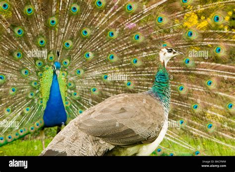 Cómo Se Sabe Si Un Pavo Real Es Macho O Hembra