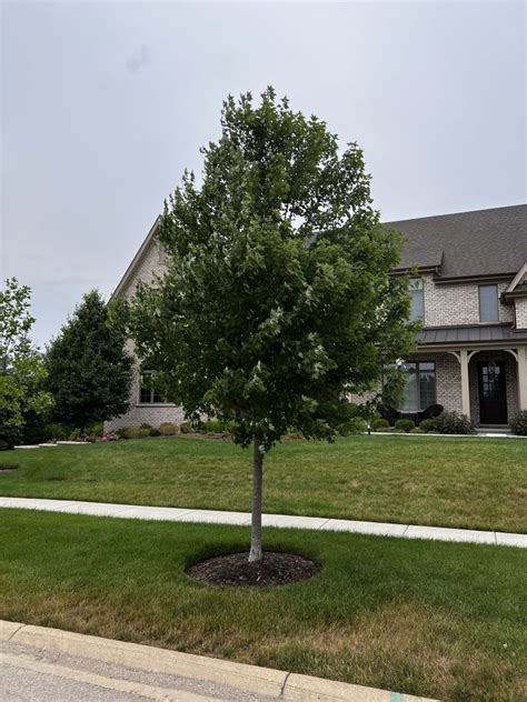 Marmo Maple Stunning Fall Color And Strong Structure