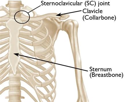 Sternoclavicular Joint Structure Physical Therapy Treatment And Exercise