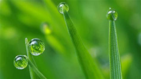 护眼绿色花草树木 动态桌面壁纸 高清动态壁纸 动态壁纸 电脑桌面壁纸 桌面壁纸 电脑壁纸