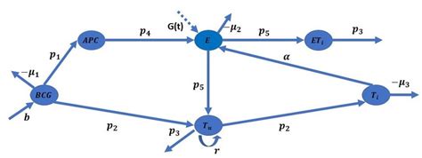 Schematic View Describing Interactions Between Model Variables Bcg B