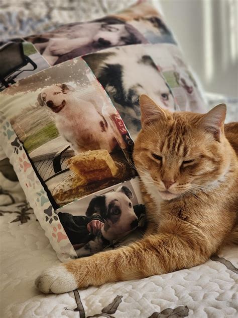 Ginger Rgingerkitty Ginger Rgingerkitty