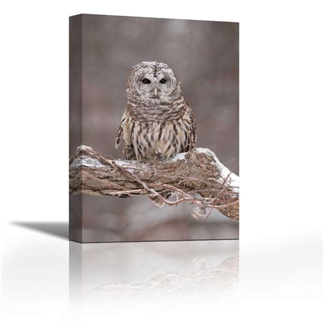 Barred Owl In Winter Howell Nature Center Michigan Contemporary