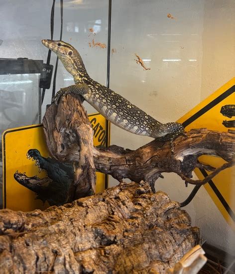 Normal Asian Water Monitor Caiman Lizard By Shadows Reptiles