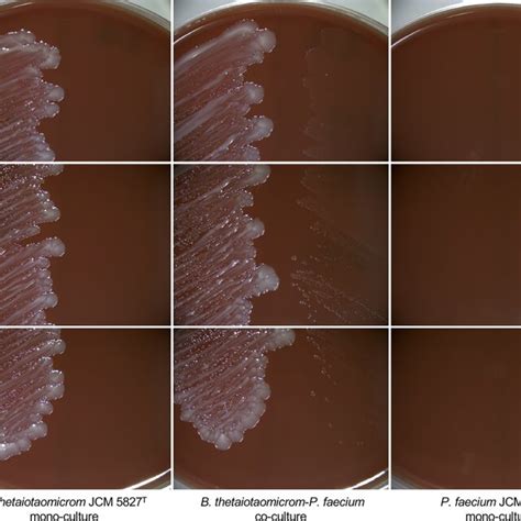 Pdf Microbial Interaction Between The Succinate Utilizing Bacterium