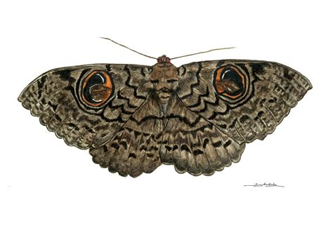 Owl Moth Sangeetha Kadur