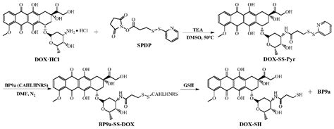 Transferrin Receptor Targeting Polypeptide Analogue Adriamycin Conjugate And A Preparing Method