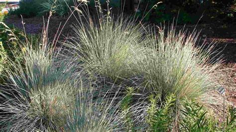 26 Best Ornamental Grasses For Low Maintenance Yards