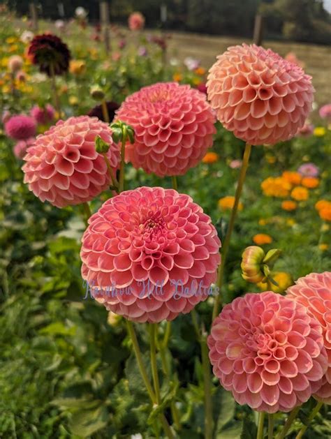 Bloomquist Barbara Rainbow Hill Dahlias