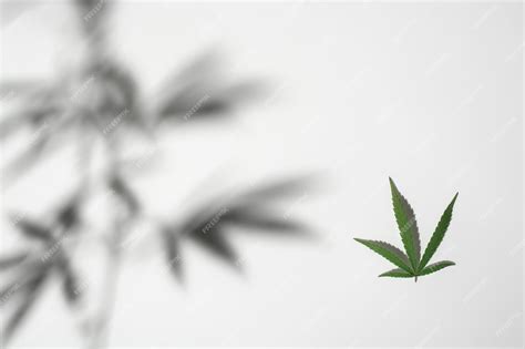 Sombras Grises De Un Arbusto Con Hojas De Cáñamo De Marihuana En Una