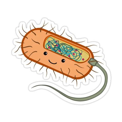 Prokaryotic Cell Sticker For Sale By Odetojoieee Prokaryotic Cell