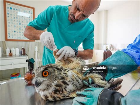 Diyarbakırdaki Merkez Ampute Edilen Kuşlara Yuva Oldu