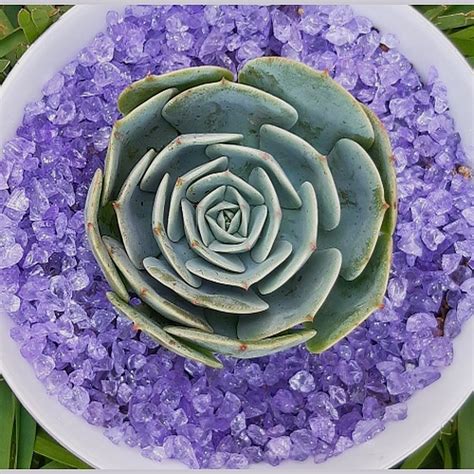 Succu Construex Guatemala