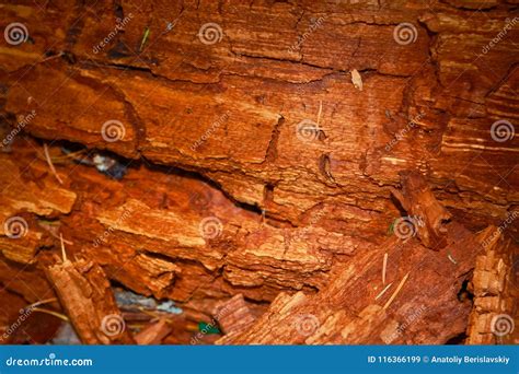 Texture Of Rotten Tree Stock Image Image Of Design 116366199