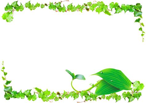 Green Vines Border At Sandra Slavin Blog