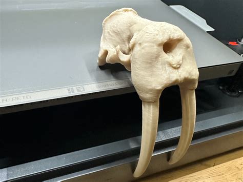 Walrus Skull By Tc217 Makerworld Download Free 3d Models