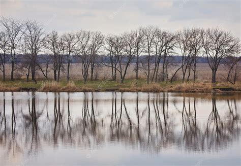 Premium Photo Natural Landscape Tree Without Leaves