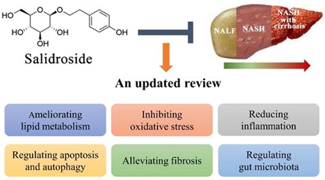 What Does Salidroside Do For The Body Knowledge