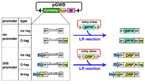 Cloning Into Pgwb By Lr Reaction The Gateway Region In Pgwb Top Of