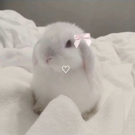 Cute Bunny Pfp