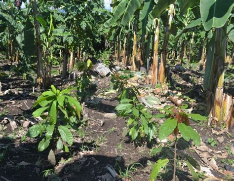 Print Crossword Puzzle Manejo Del Cultivo De Cacao Seminario Cacao