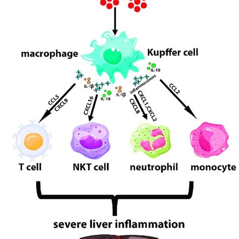 Activation Of Kupffer Cells In Nash Liver Damps Released By Dead Download Scientific Diagram