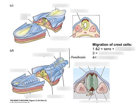 Development Of The Nervous System In A Human Embryo Diagram Quizlet