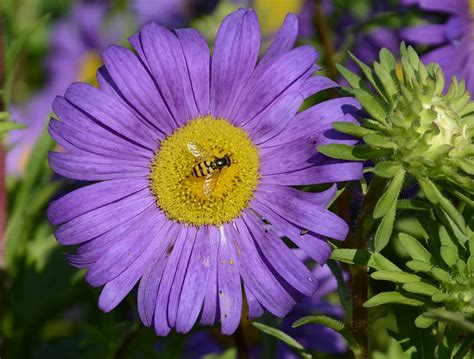 Hoverflies Pollinators And Predators Sally Morgan Living On One