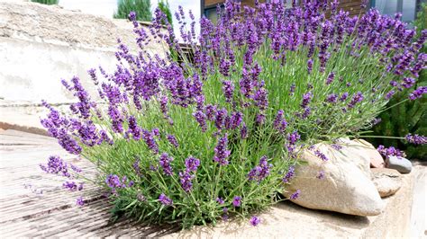 11 Creative Ways To Incorporate Lavender Into Your Landscape For A Pop
