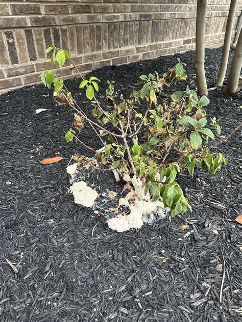 Fungus On Hydrangea Rgardening
