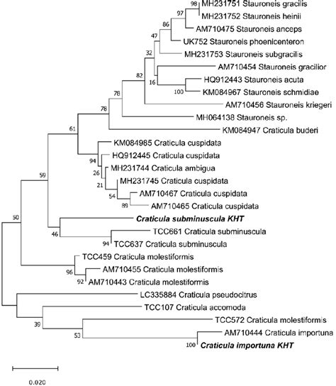 Maximum Likelihood Phylogenetic Tree Of Craticula Species Using The