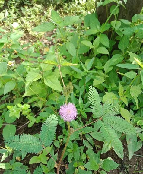 Jangan Sentuh Aku Pesona Unik Tanaman Putri Malu Biodiversity