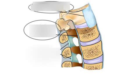 Structures Of Vertebrae Diagram Quizlet